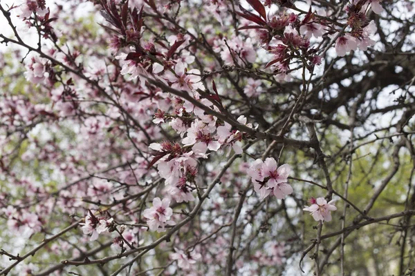 Canberra spring Stock Photos, Royalty Free Canberra spring Images ...