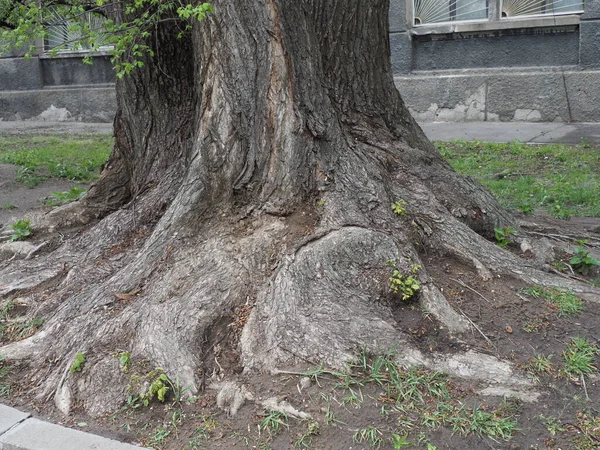 This sacred tree Stock Photos, Royalty Free This sacred tree Images ...