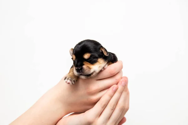 Cachorro rezando fotos de stock, imágenes de Cachorro rezando sin ...