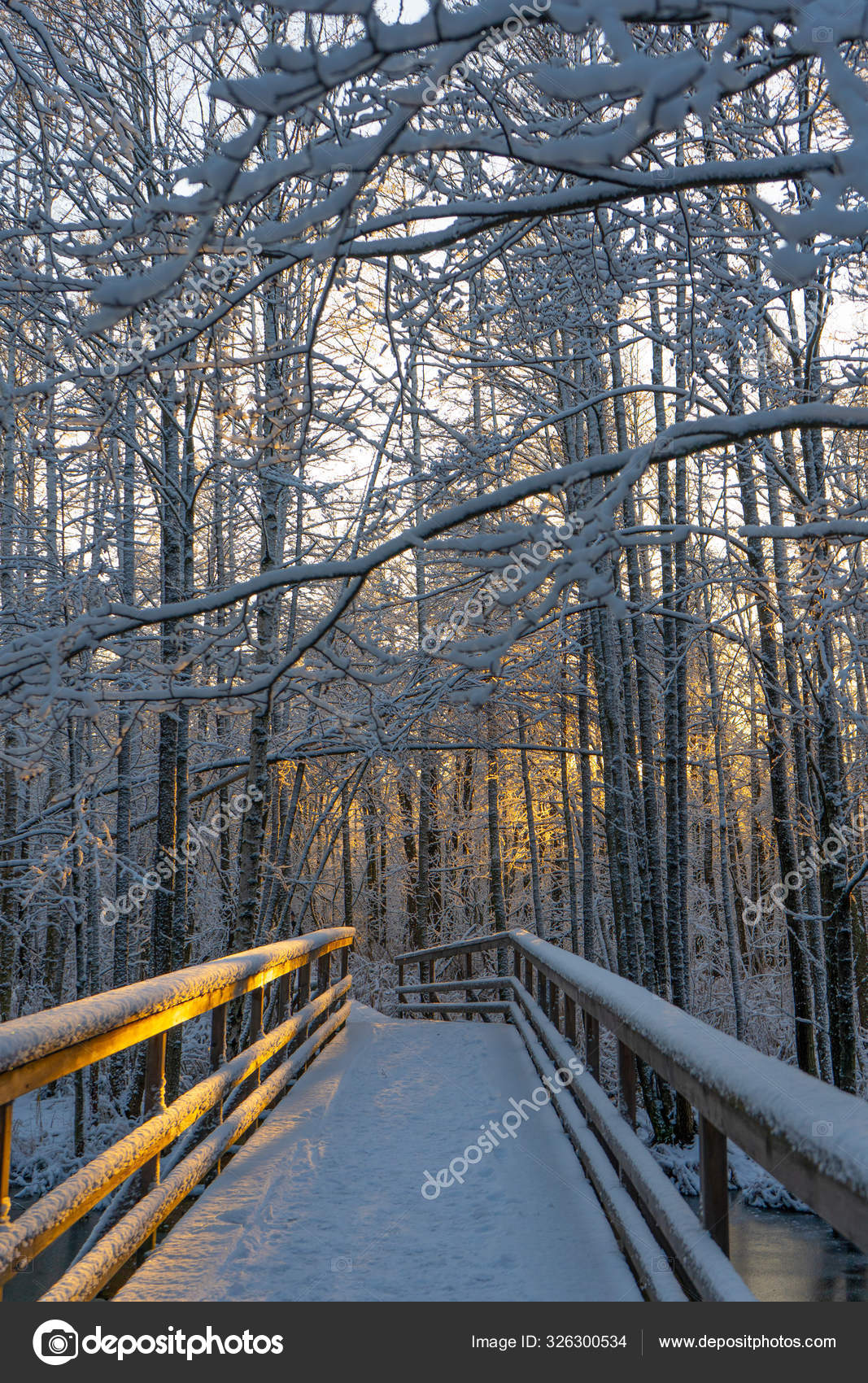 Snowy Swedish Forest