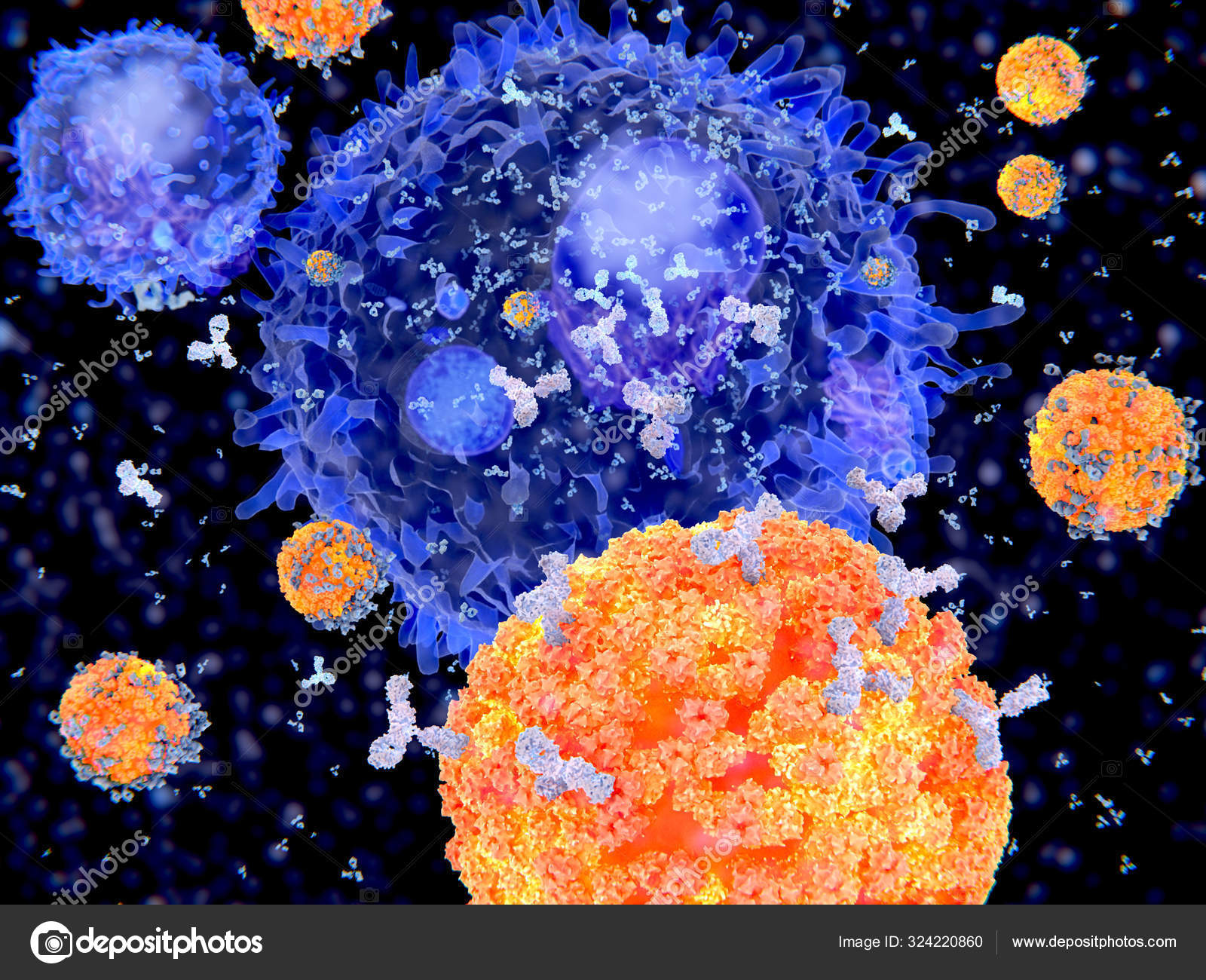 Las células plasmáticas (células B) segregan anticuerpos para marcar y ...