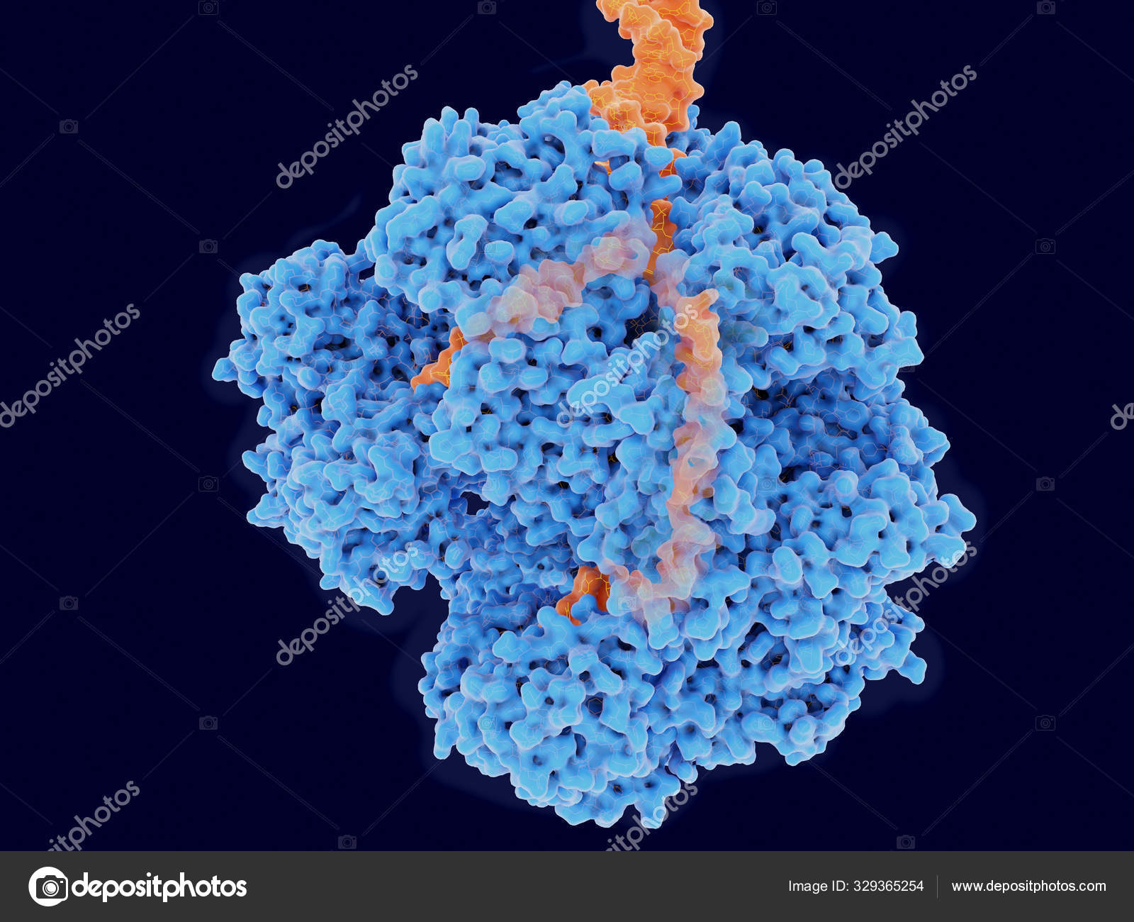 RecBCD is an enzyme of E. coli that initiates recombinational repair in ...