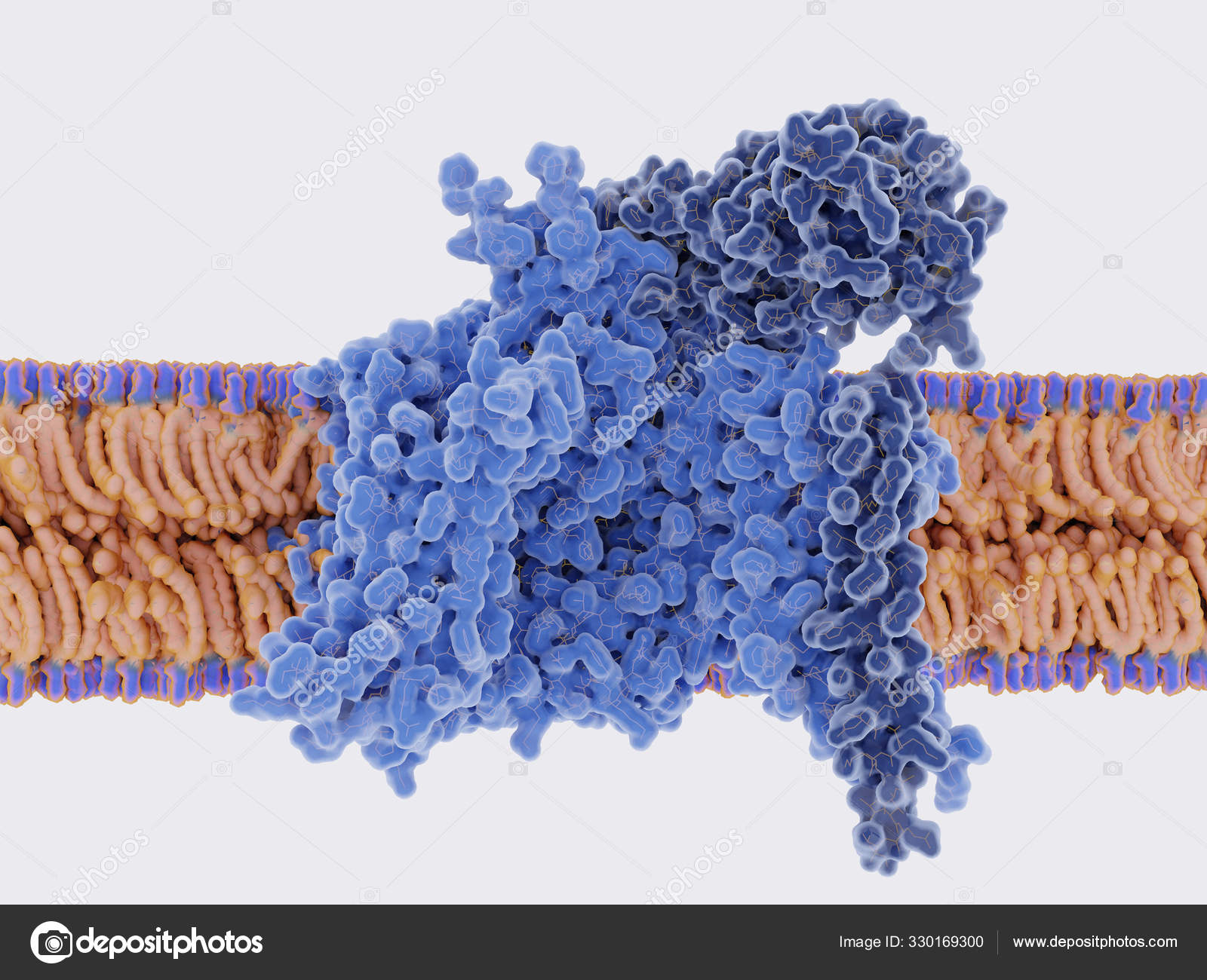 The voltage-gated sodium channel in the open conformation,side view ...
