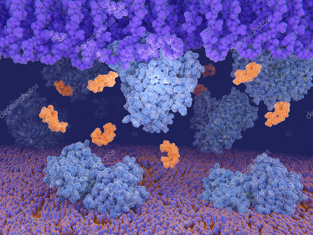 Resistencia bacteriana al antibi tico vancomicina 2024