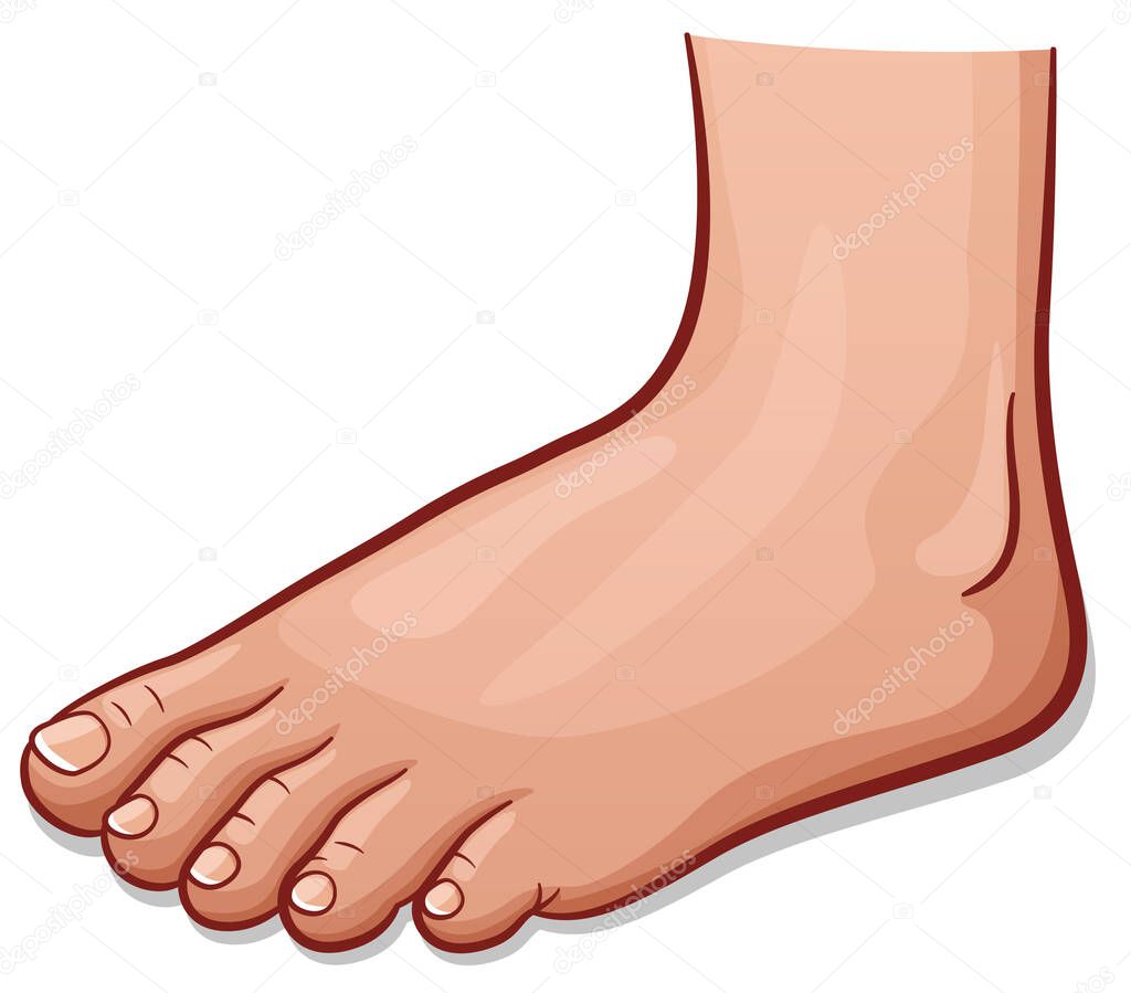 Ilustración Vectorial Dibujos Animados Pies Humanos Aislados Vector de ...