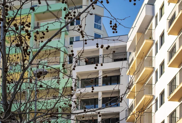 London Plane tree branches in winter sunny day in uban area - Stock ...