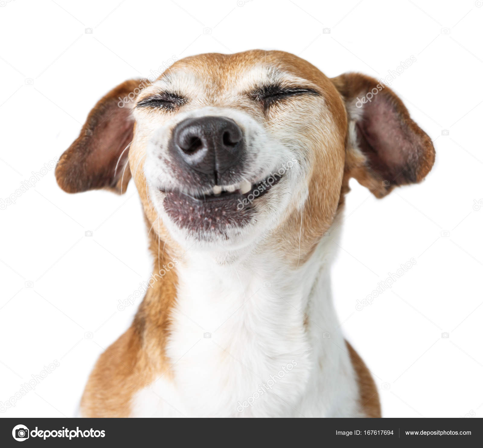 Sourire Drôle De Chien