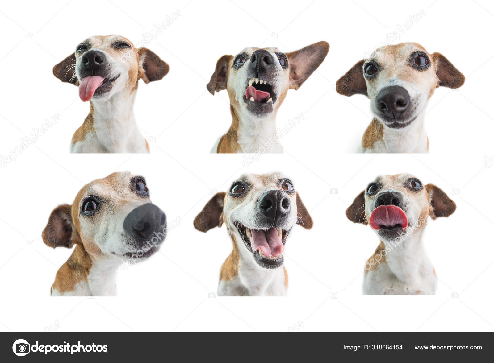 Collage Conjunto Perros Retratos Con Diferentes Emociones Fondo Blanco ...