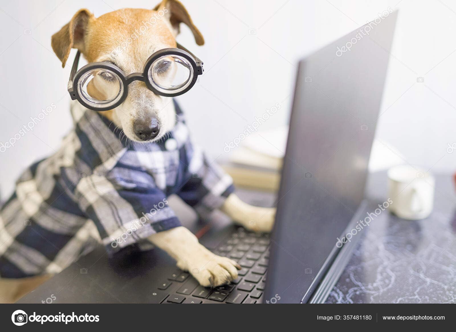 Dog On Computer Glasses