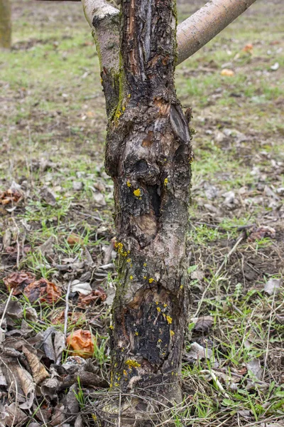 Cracked Apple Tree Bark Initial Stage Disease Black Cancer Caused Stock ...