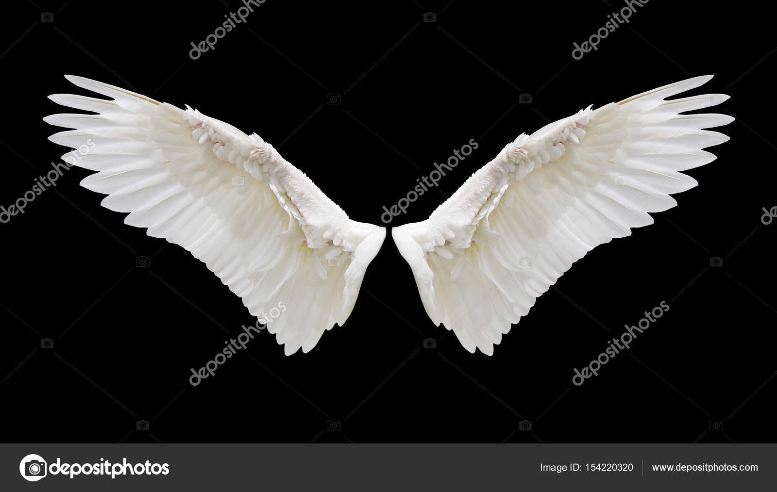 Internal white wing plumage Stock Photo by ©Naypong 154220320