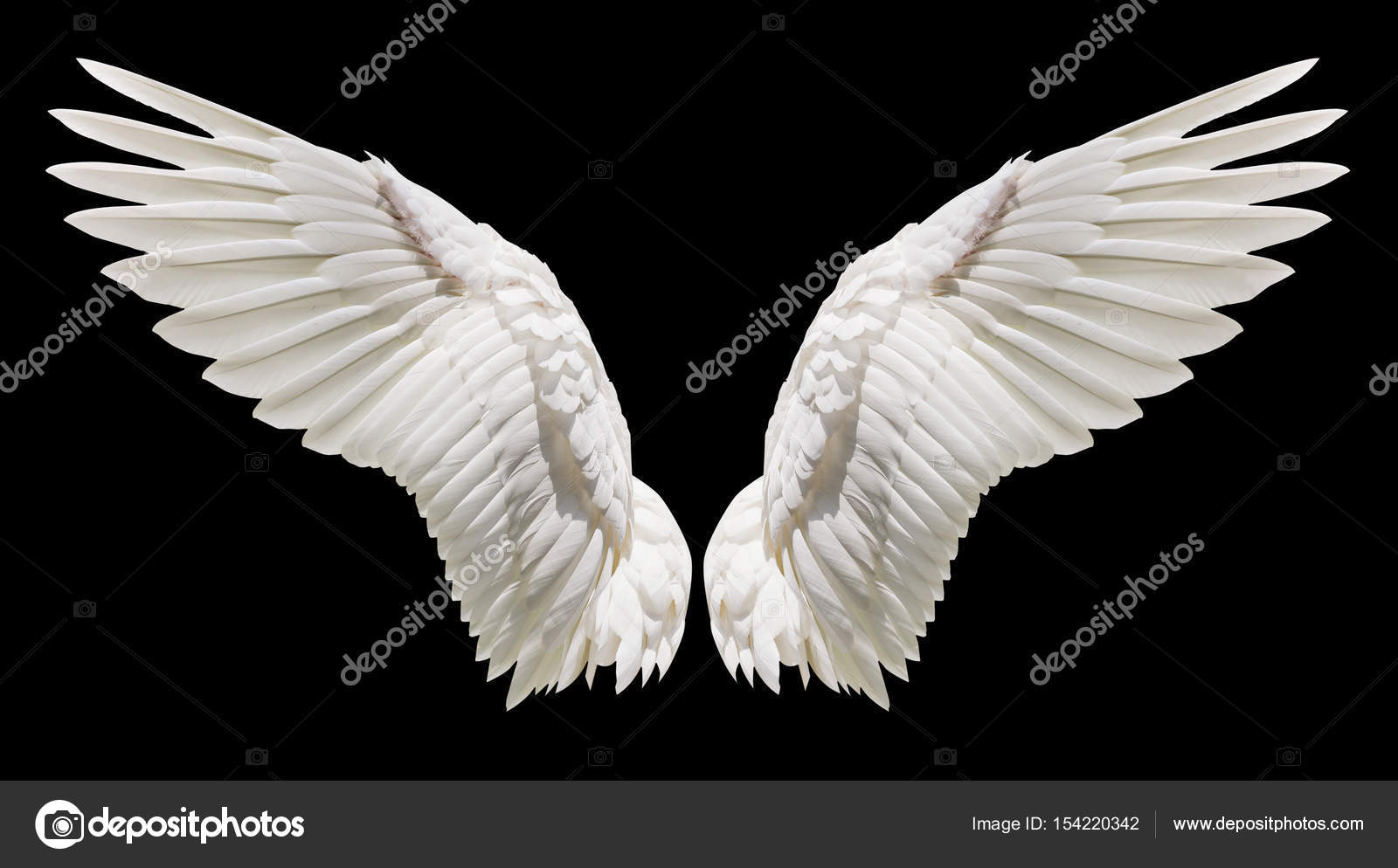 Natural white wing plumage — Stock Photo © Naypong #154220342