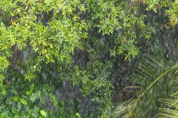 Imágenes de Clima tropical lluvioso libres de derechos | Depositphotos