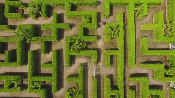 Green maze garden background — Stock Video © Naypong #164242564