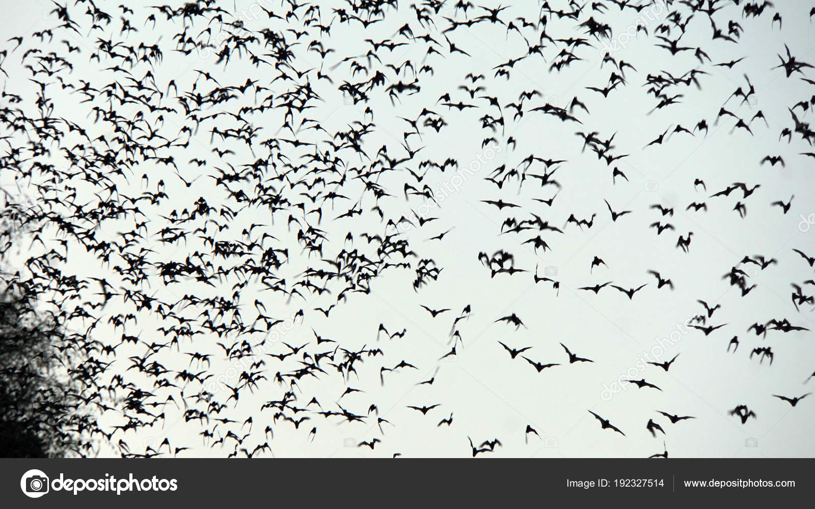Bats Flying Away