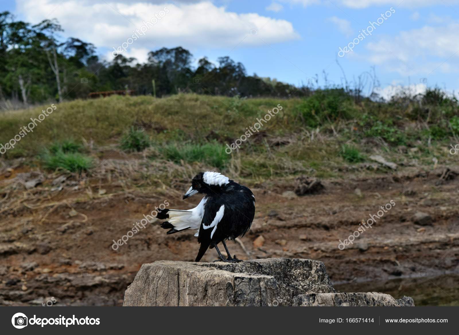 Australian Magpie by the Baroon lake Stock Photo by ©Adam88xxx 166571414