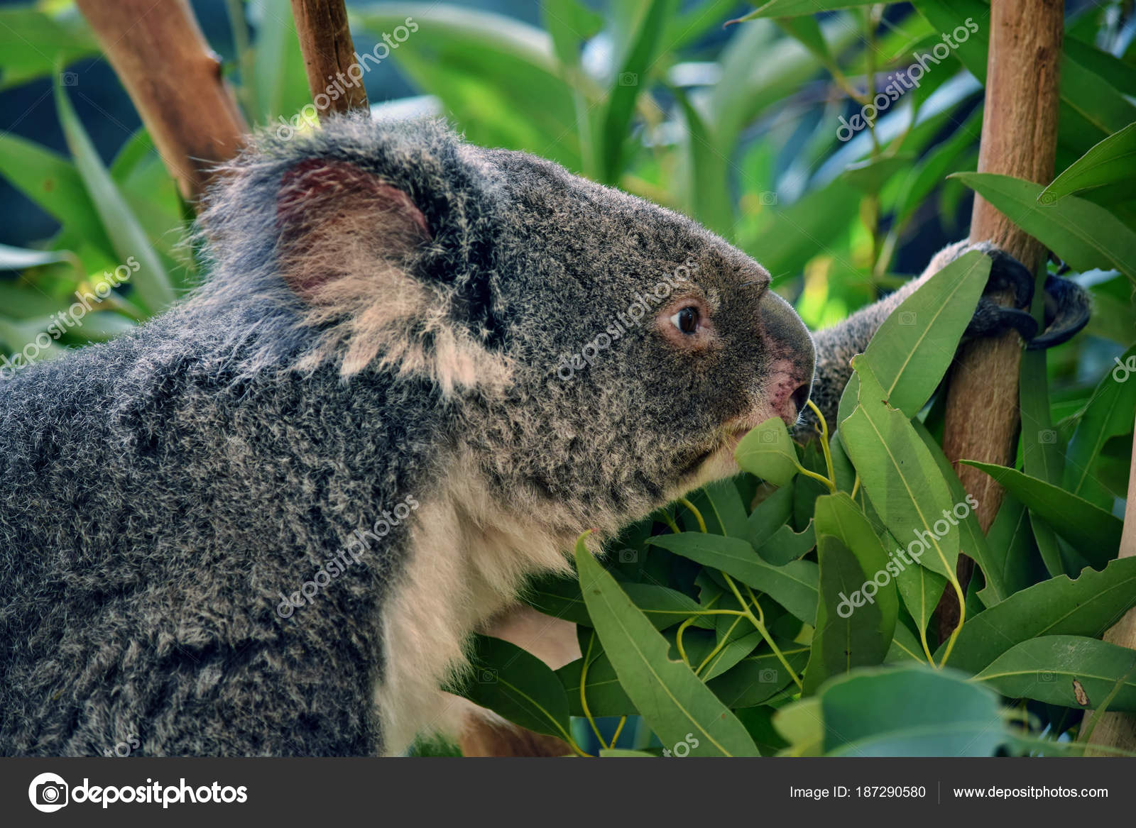 Cute koala eating eucalyptus on a tree branch — Stock Photo © Adam88xxx ...