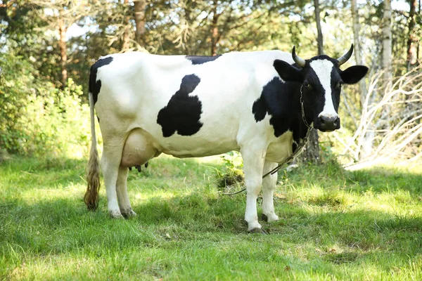 Señora vaca granja de zenon Stockfotos, lizenzfreie Señora vaca granja ...