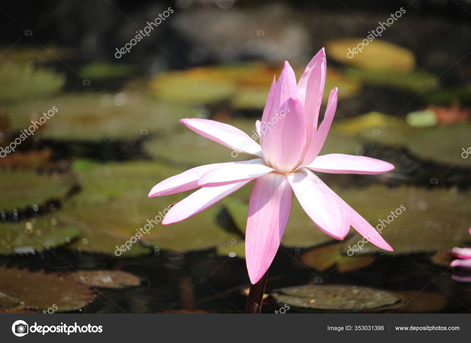 Beautiful Pink Lotus Flower Fish Pond — Stock Photo © sulistianto ...