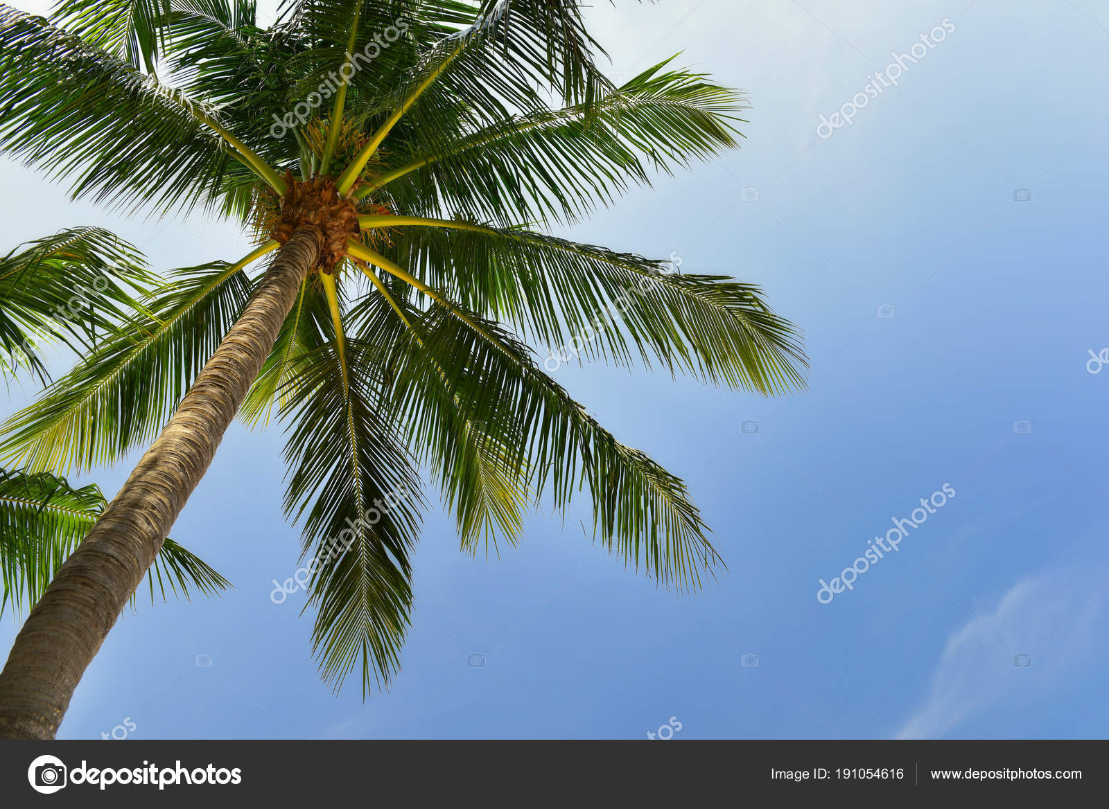 Coconut Palm Tree Trunk