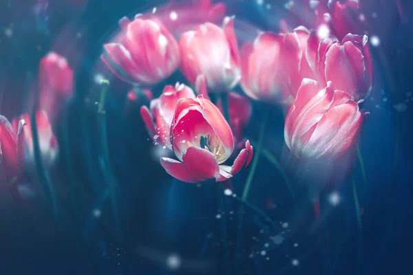 Dramatic Flower Background Nature Background Stock Photo by ©joey0304 ...