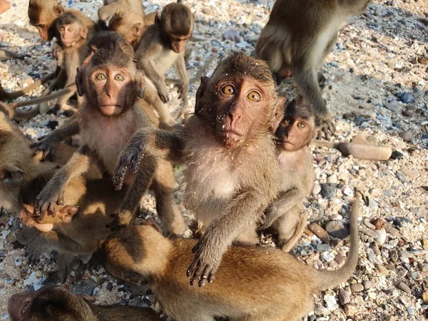 monos sorprendidos en la playa mirar y esperar a que la comida 2023