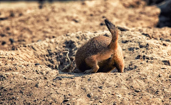 Indian mongoose Stock Photos, Royalty Free Indian mongoose Images ...