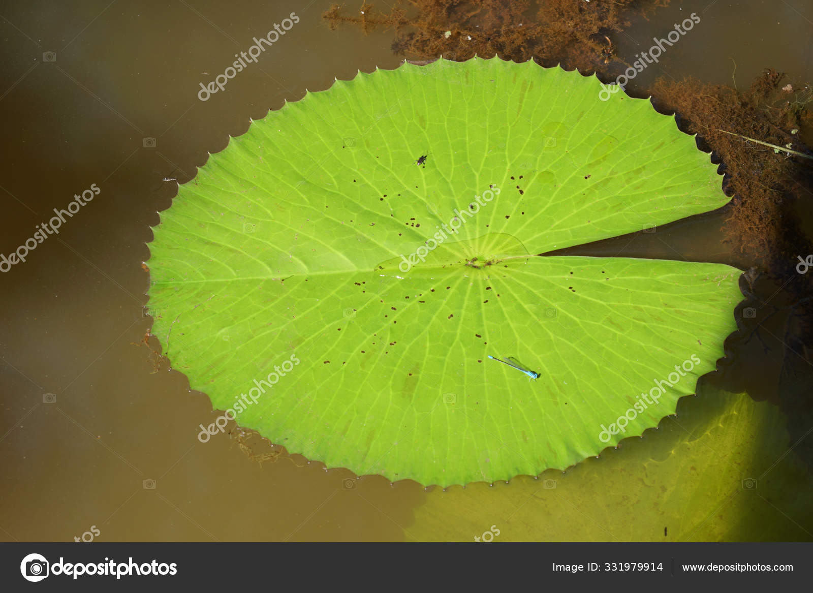 Close Shot Water Lily Water — Stock Photo © Sujitto #331979914