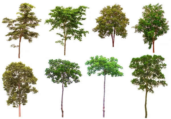 Ethiopia trees Stock Photos, Royalty Free Ethiopia trees Images ...