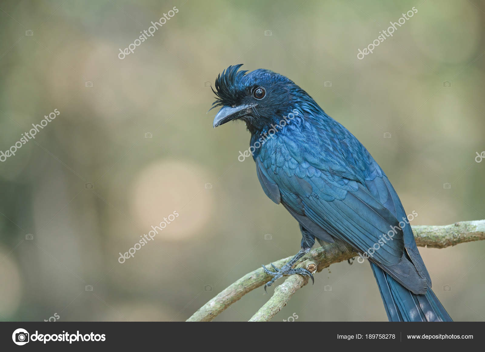 Greater Racket-tailed Drongo in nature — Stock Photo © sirichai2514 ...