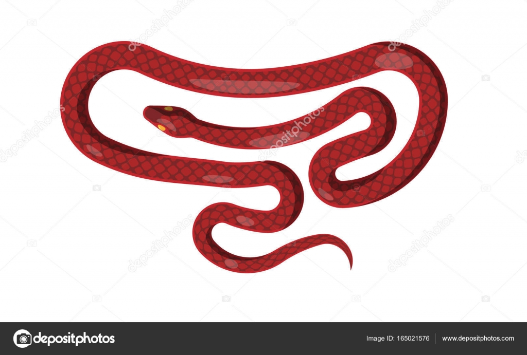Red Snake Isolated Illustration. Cartoon Reptile Stock Vector Image by ...