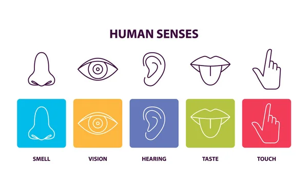 Les sens humains images vectorielles, Les sens humains vecteurs libres ...