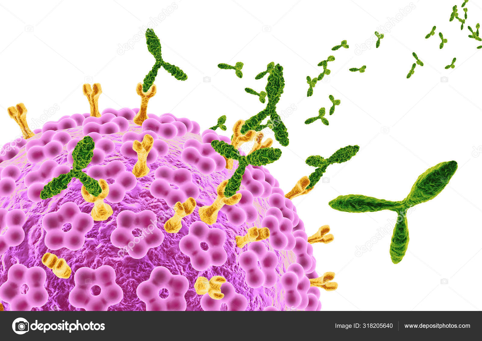 Human papillomaviruses HPV marked by antibodies, medically 3D il Stock ...
