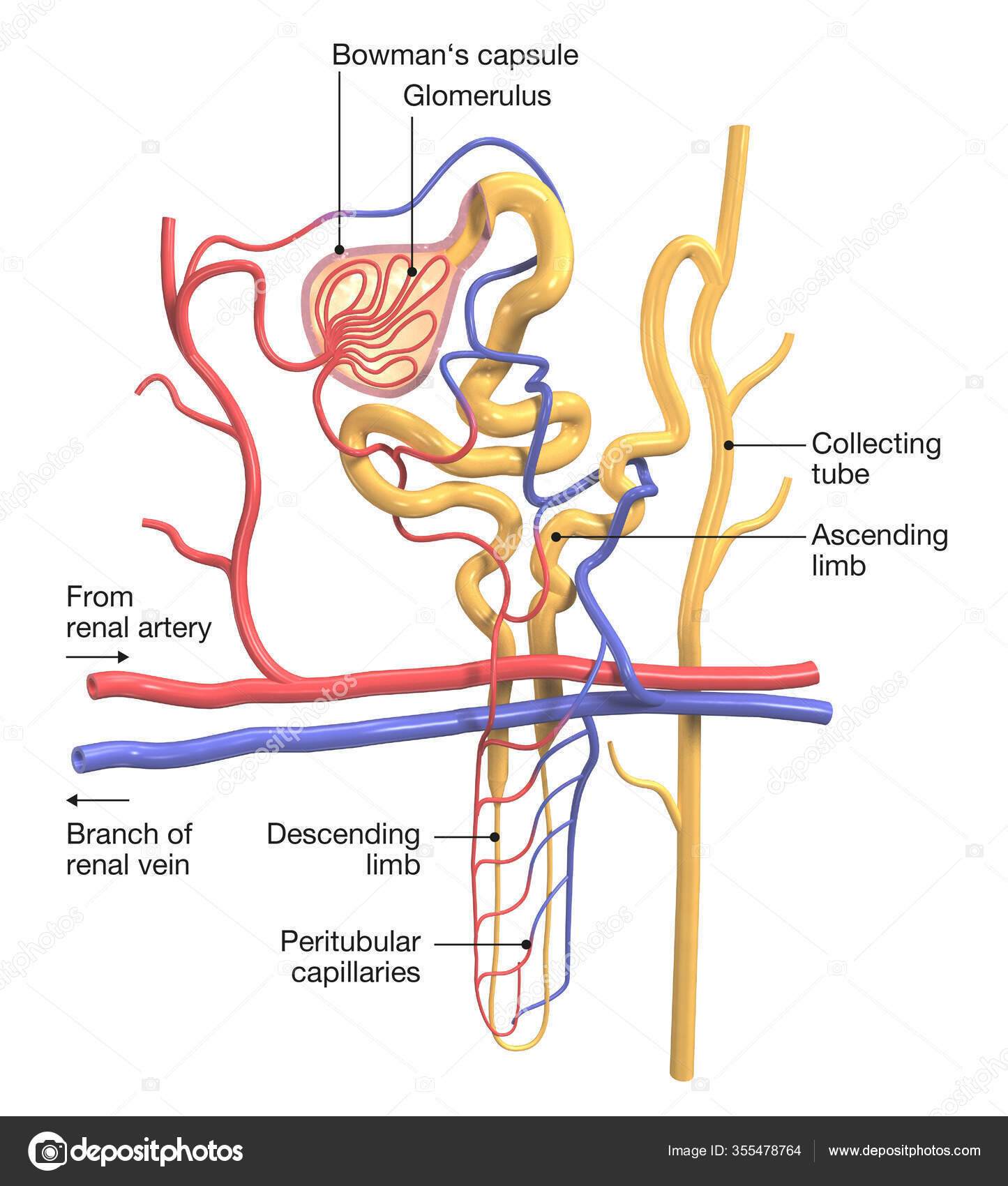 Anatomia Do Rim Nefron Urolithiasis | Radiology Reference Article