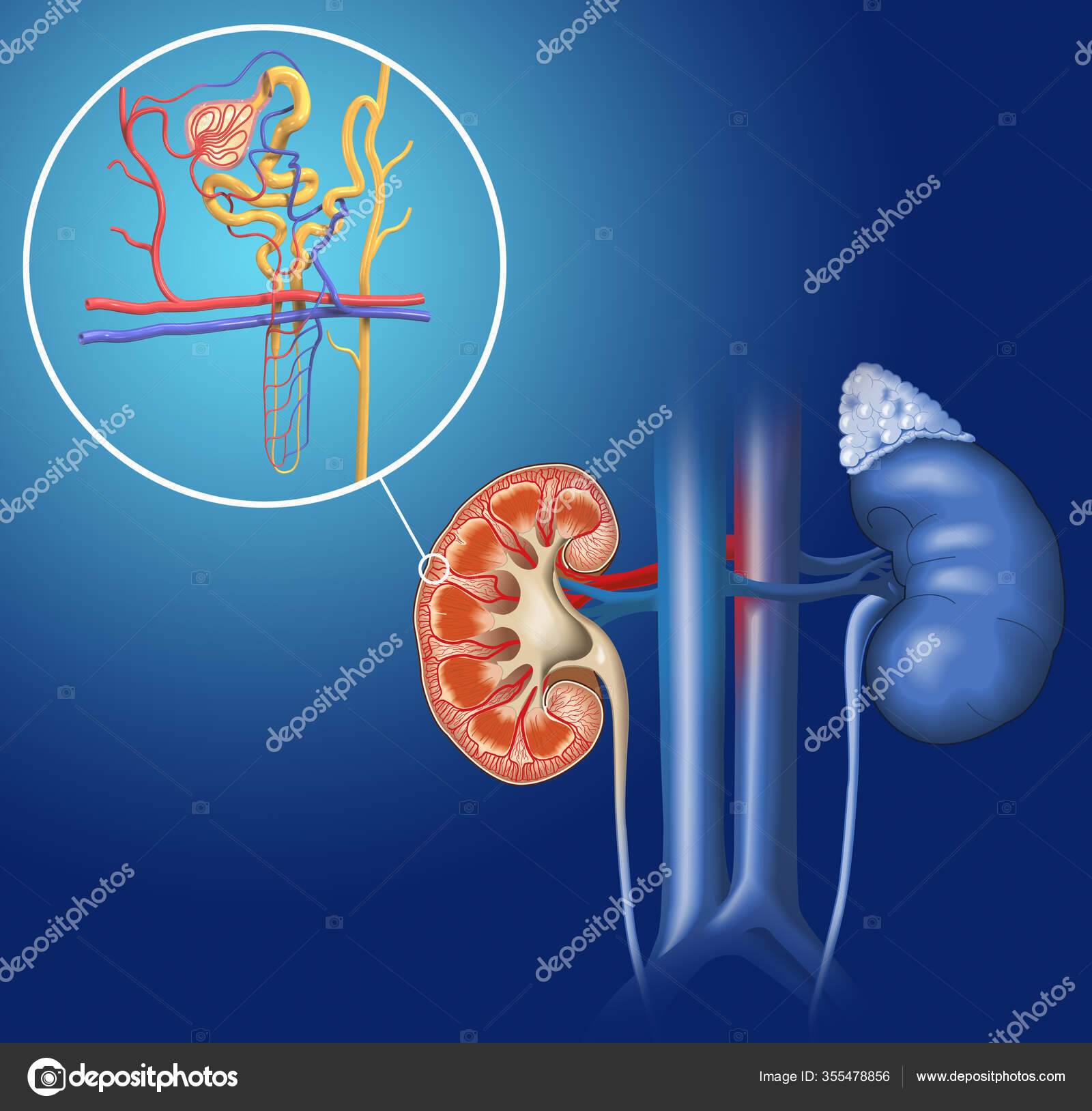 Ilustración Estructura Una Nefrona Unidad Estructural Funcional Básica ...
