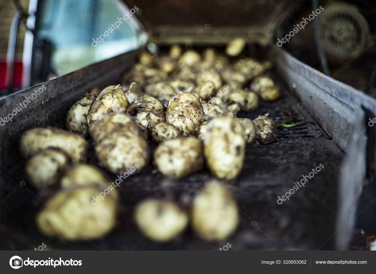 Freshly harvested potatoes on a sorter. A packing line for potatoes ...