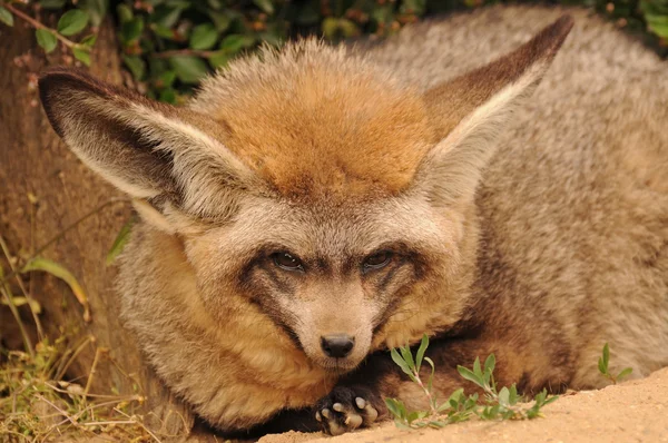 Bat eared fox Stock Photos, Royalty Free Bat eared fox Images ...