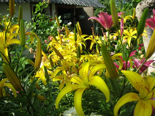 Lilium oriental mount zuma Stock Photos, Royalty Free Lilium oriental ...