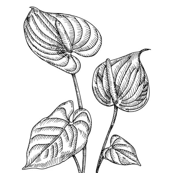Anthurium Flower Drawing
