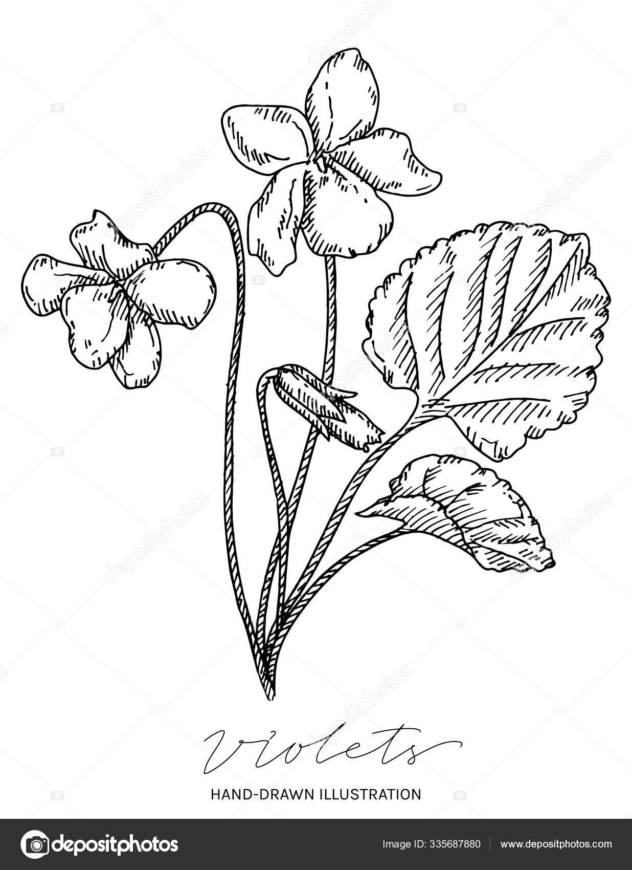 Viola Plant Drawing