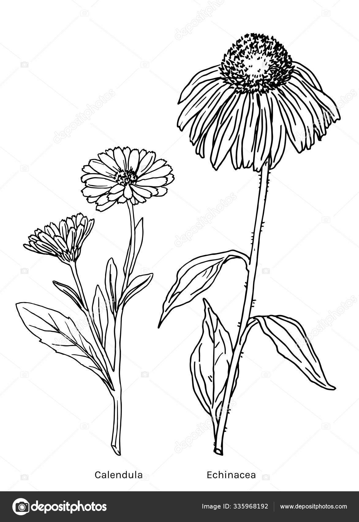 Calendula Botanical Drawing