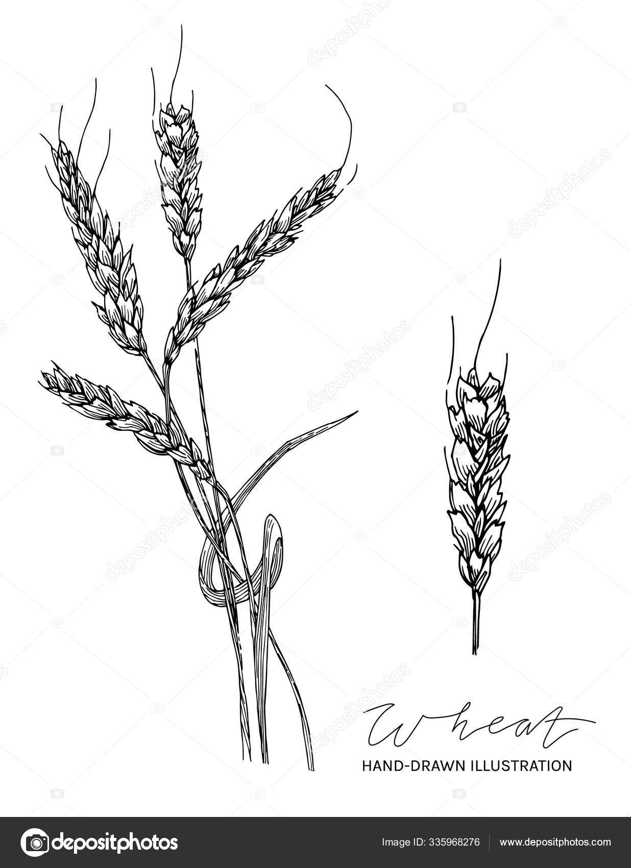Wheat Plant Drawing