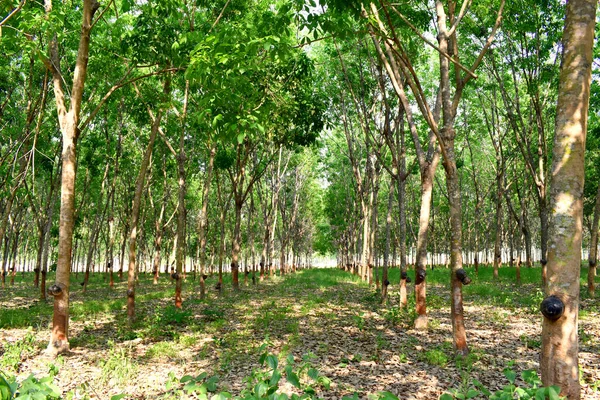 Sapling cultivation Stock Photos, Royalty Free Sapling cultivation ...