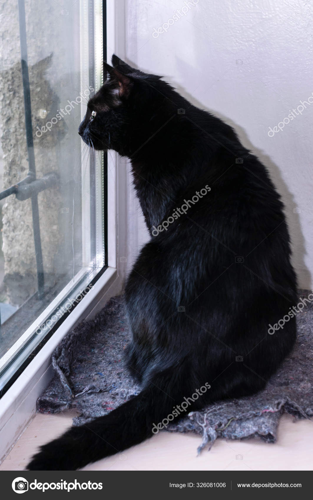 Cat Side View Sitting