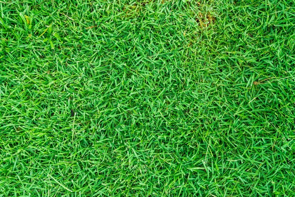 Beautiful fresh real green grass texture - Stock Image - Everypixel