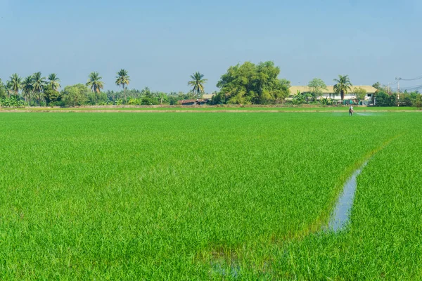 Water irrigation india Stock Photos, Royalty Free Water irrigation ...