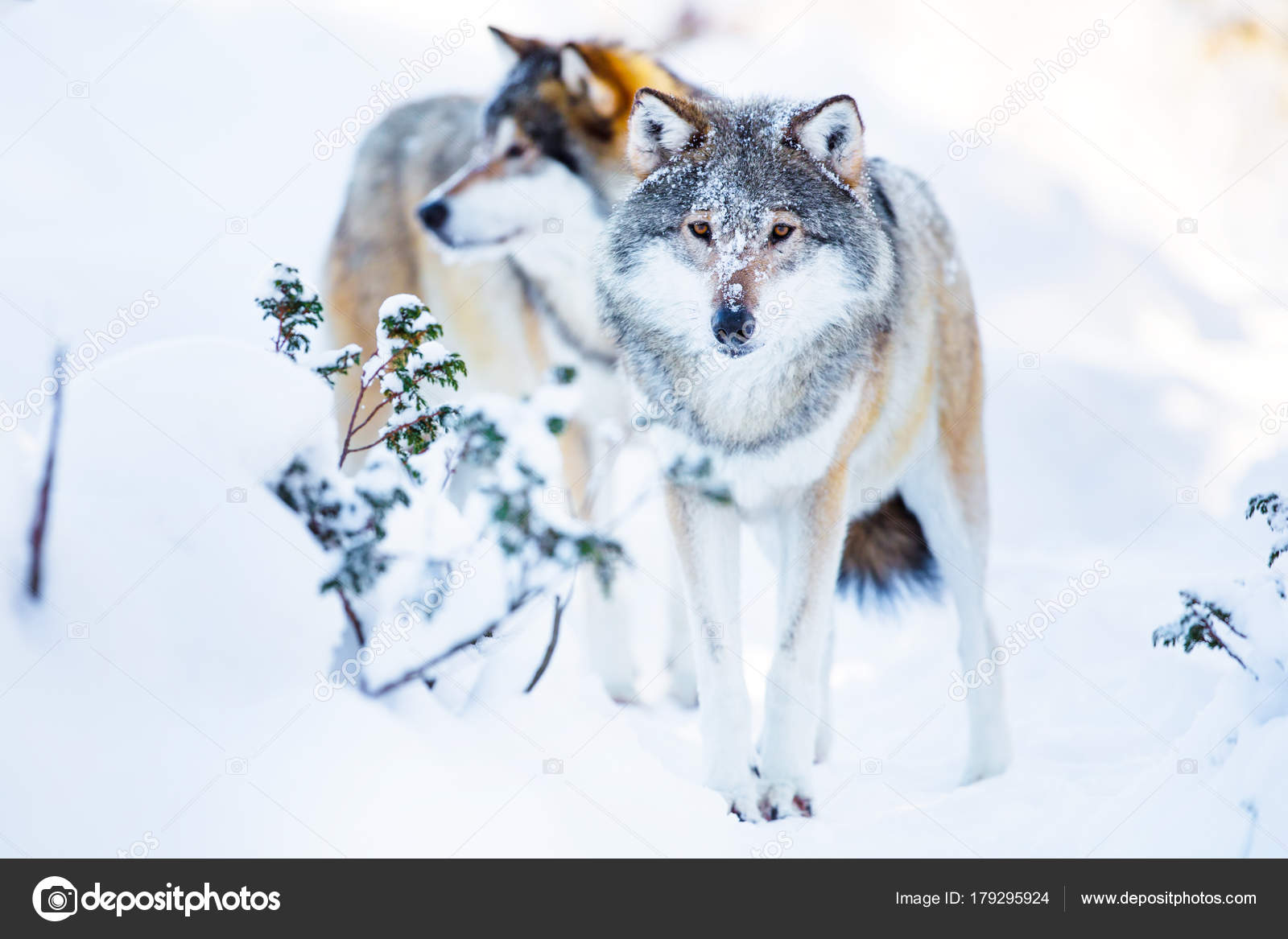 Two large wolves in cold winter landscape — Stock Photo © kjekol #179295924