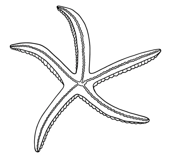 Brittle Star Drawing Brittle Star Icon Free Download Holidays Icons