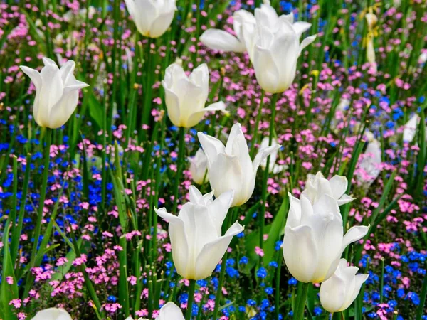 Fleurs splendides images libres de droit, photos de Fleurs splendides ...