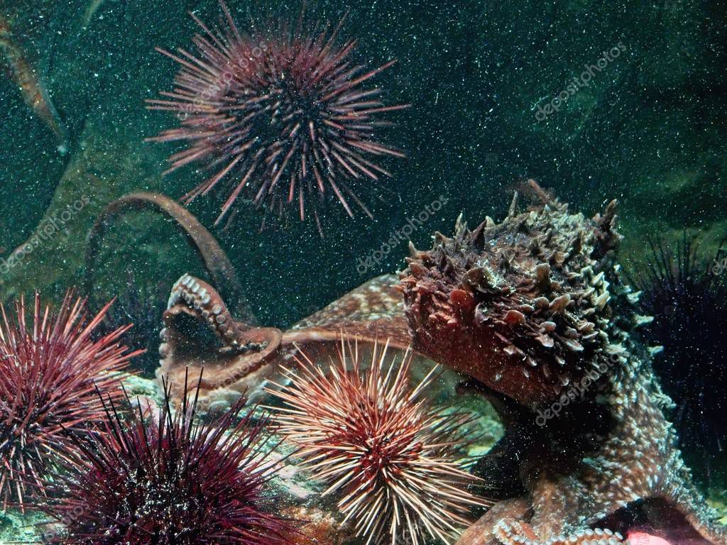 Pulpo gigante del Pacífico 2022